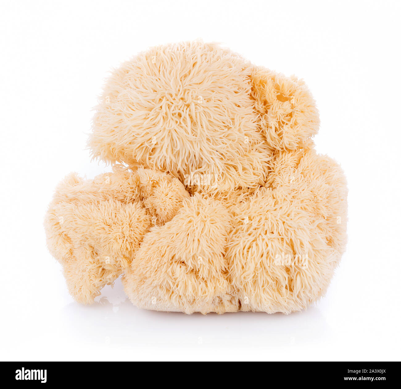 Lion mane mushroom Banque de photographies et d’images à haute ...