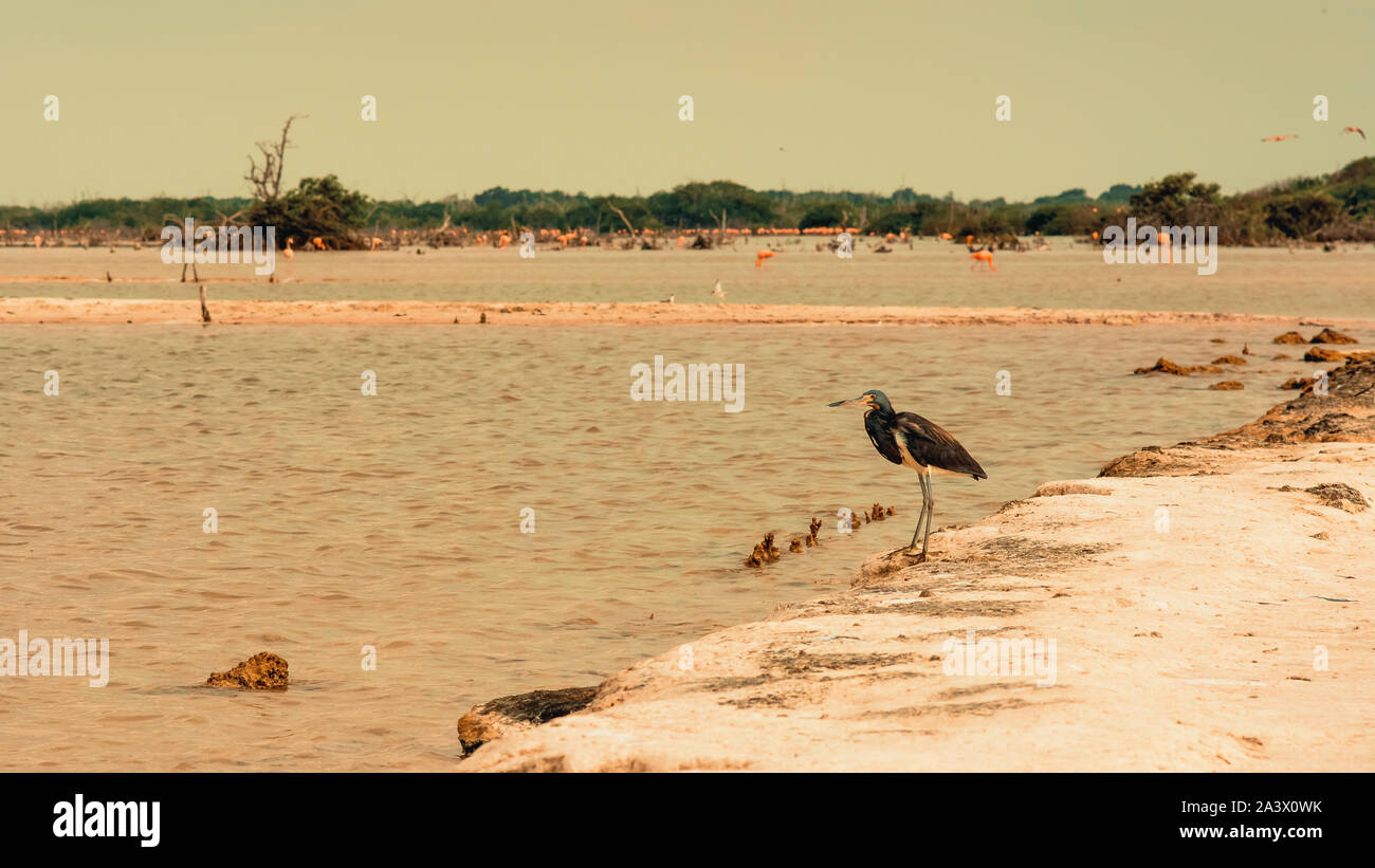 Flamingo nichent sur les plages de Las Coloradas, à Merida, Yucatan ...