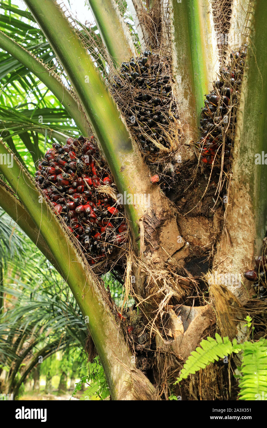 Palmier à huile Banque de photographies et d’images à haute résolution ...
