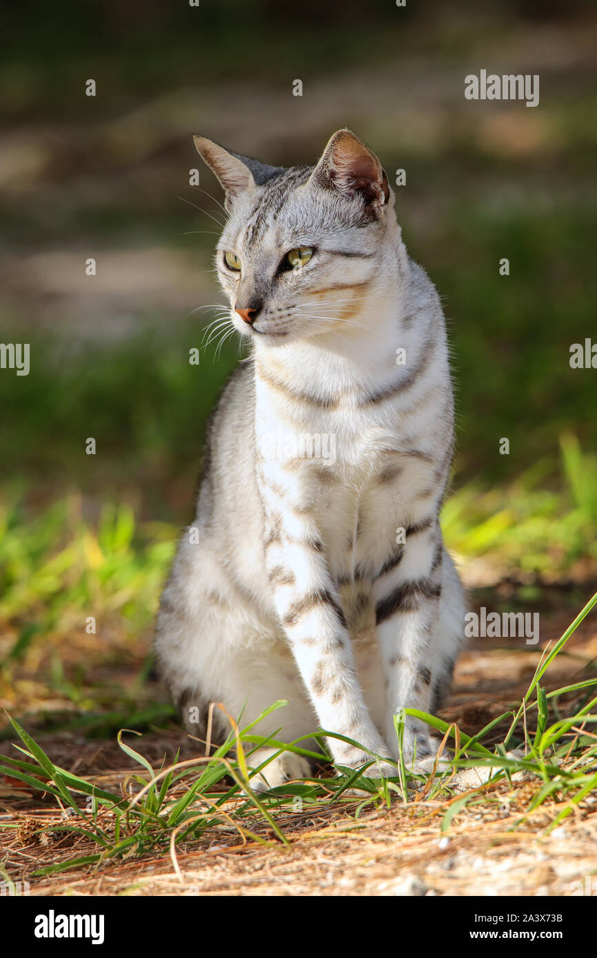 Chat Mau égyptien assis sur le sol, l'île d'Ouvéa, Nouvelle-Calédonie ...