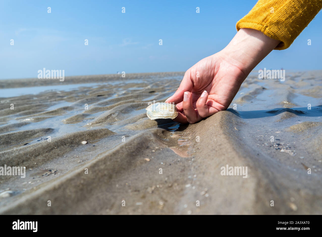 Ramasser coquillage mer Banque de photographies et d’images à haute ...