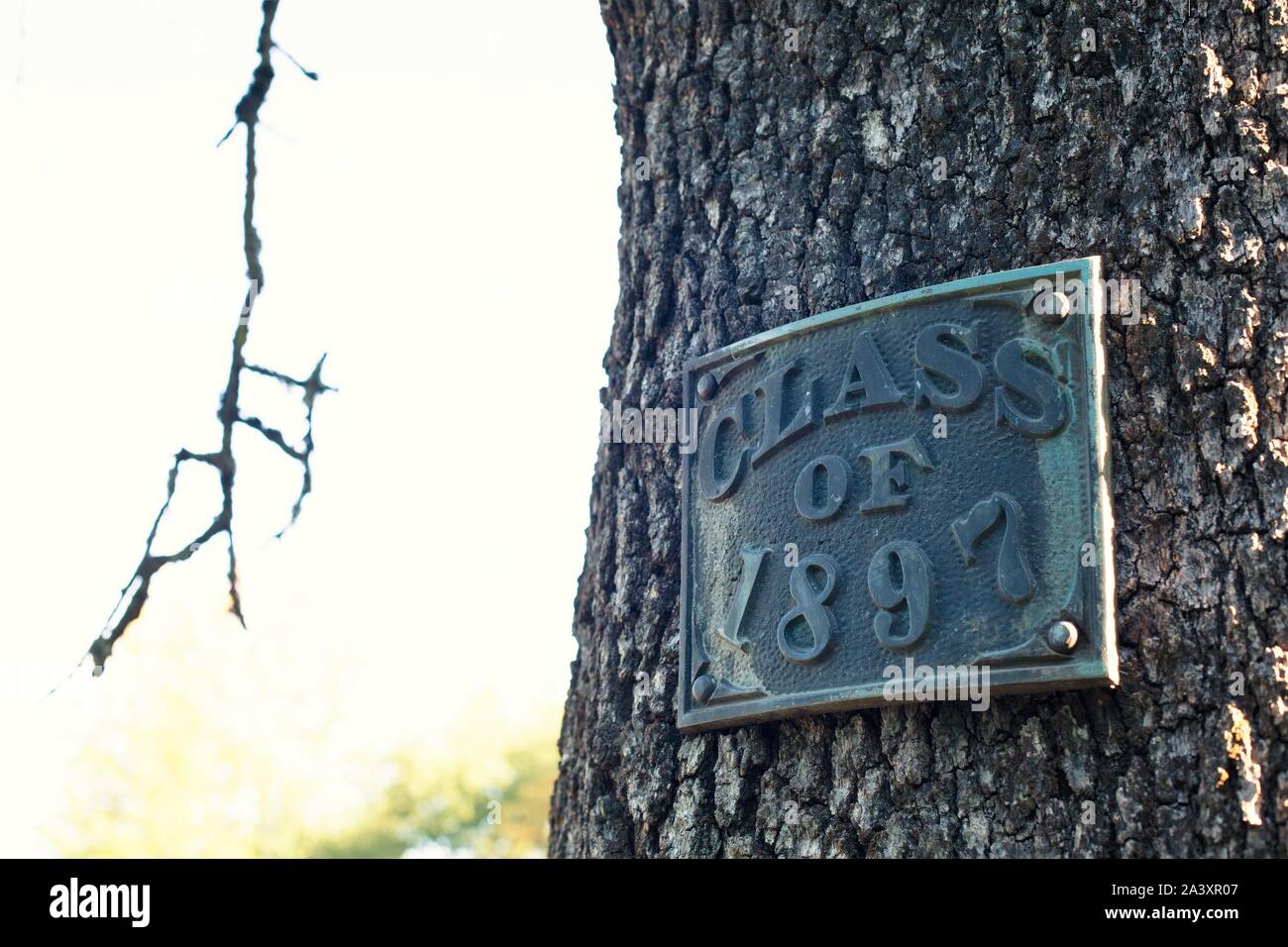 Oregon white oak tree Banque de photographies et d’images à haute ...