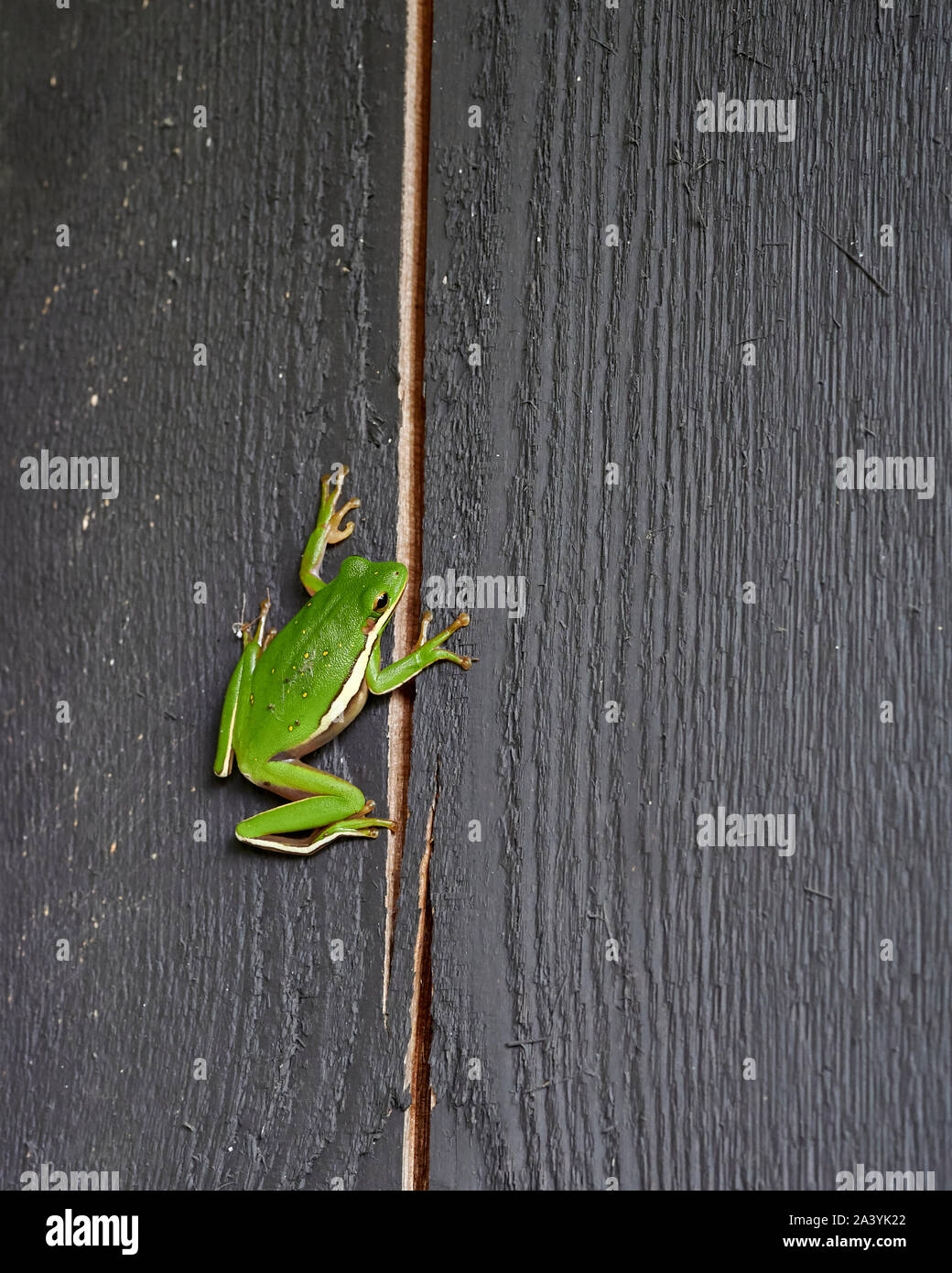 La rainette verte américaine, Hyla cinerea, une espèce de grenouille d ...