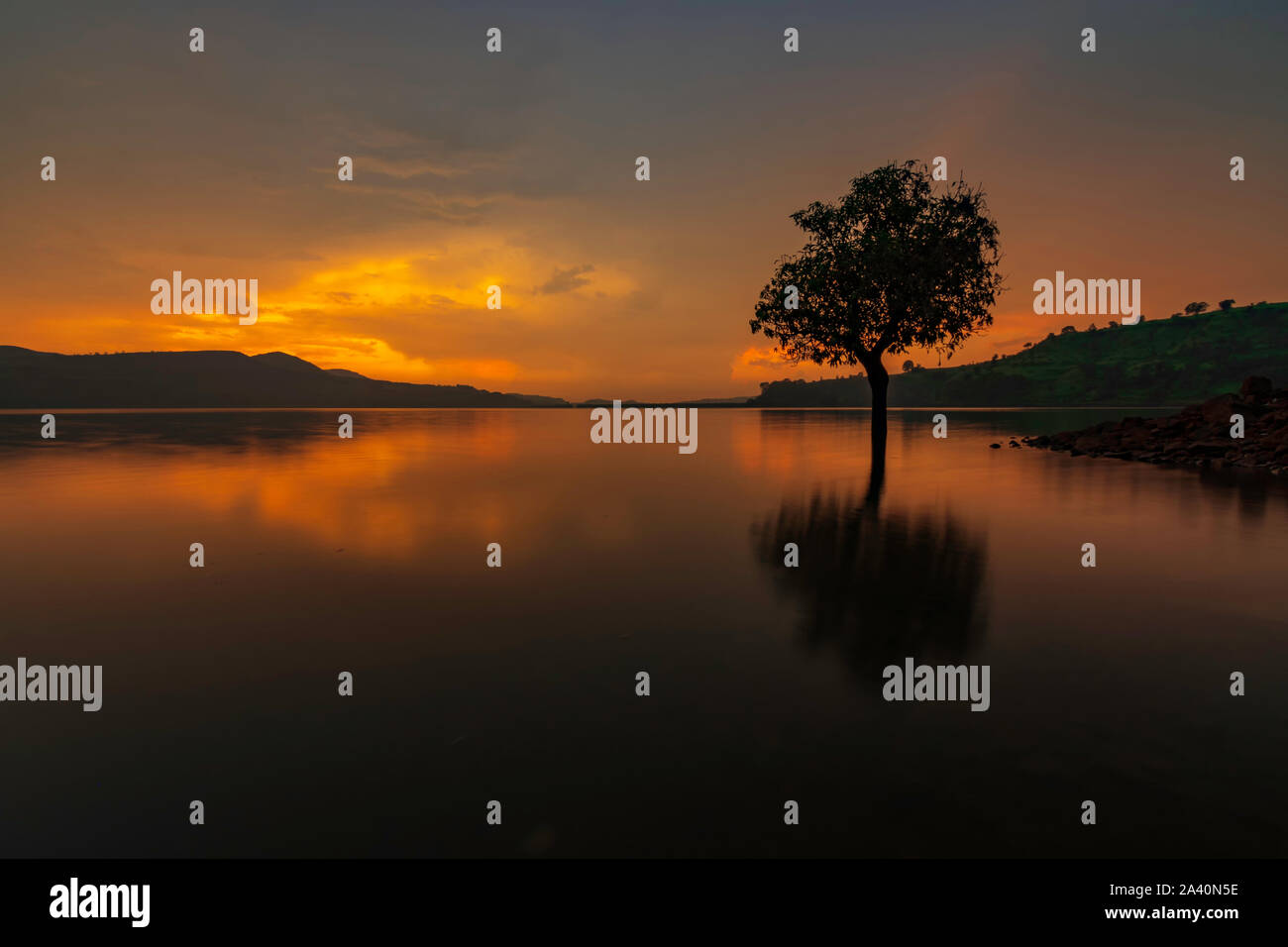 Arbre Vert Solitaire Banque d'image et photos - Alamy