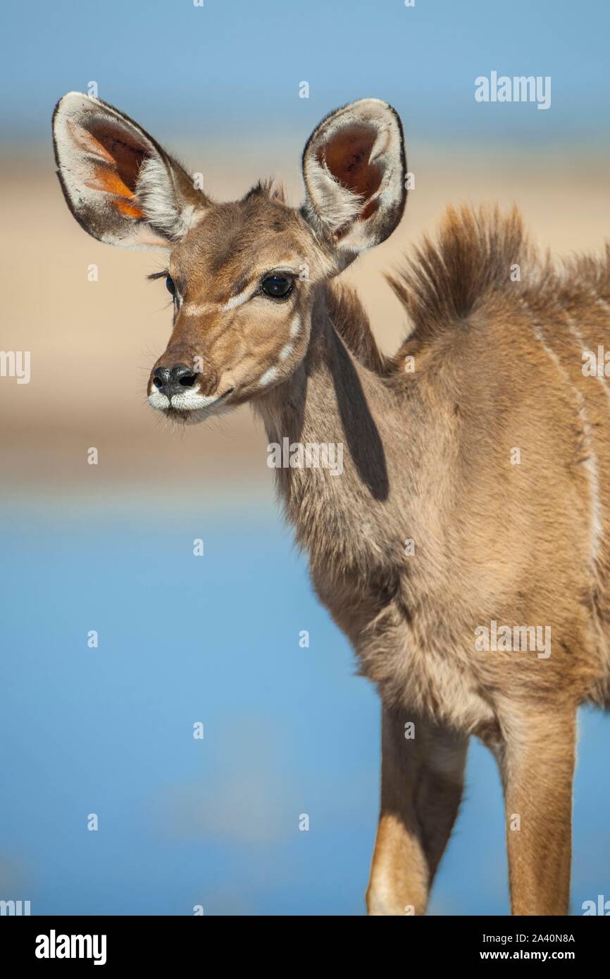 Portrait De Koudou Banque d'image et photos - Alamy