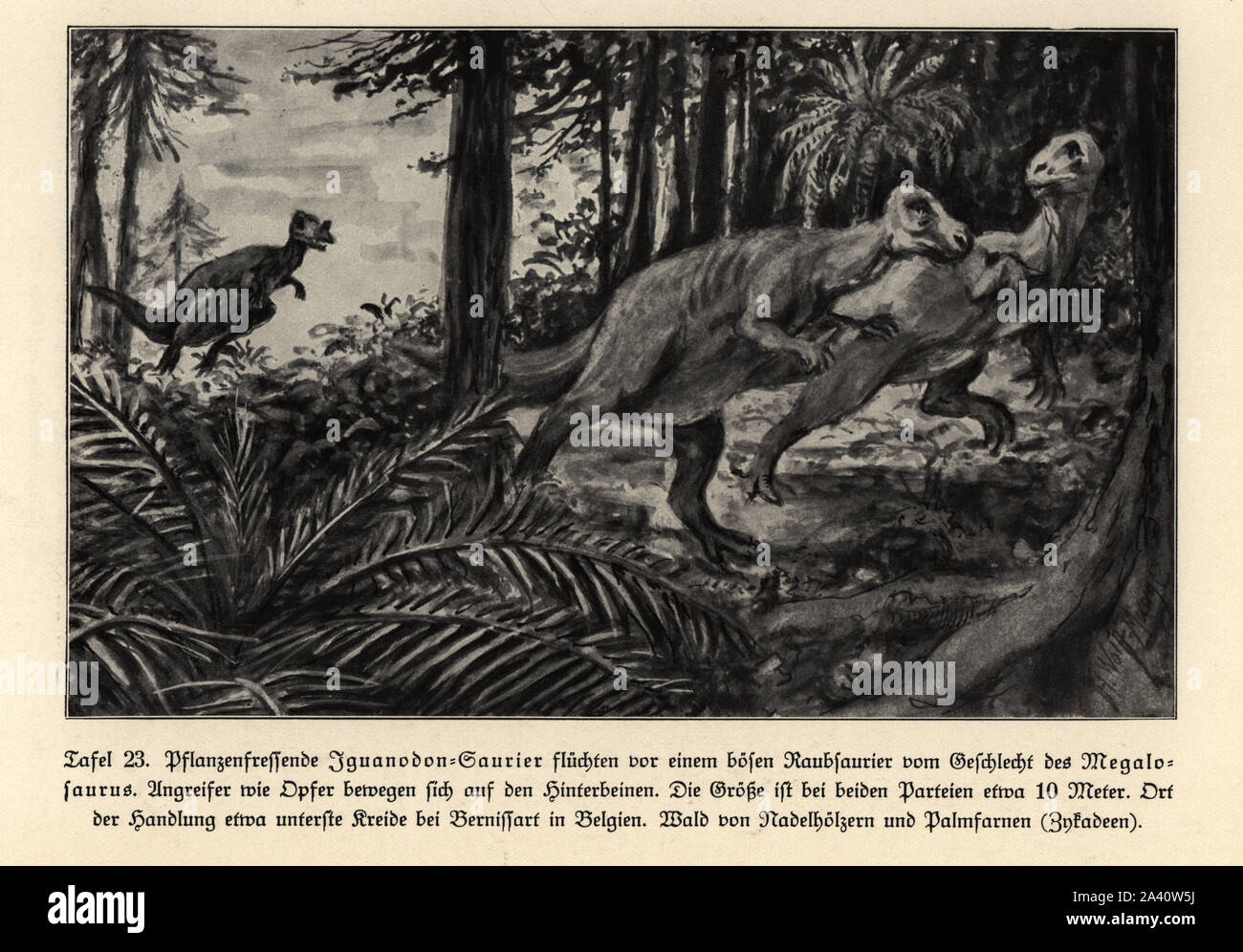 Wilhelm wolff Banque de photographies et d’images à haute résolution ...