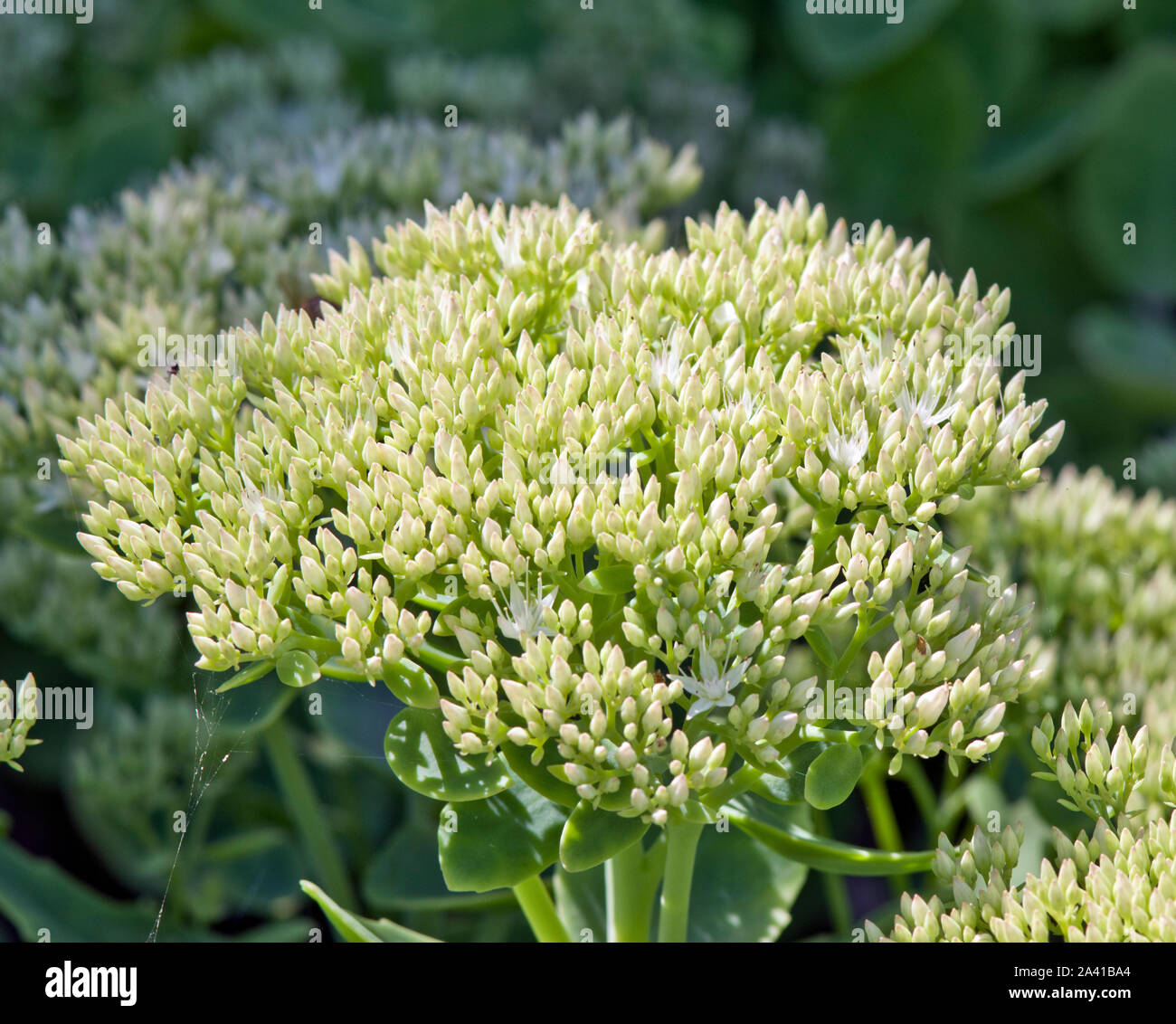 Sedum spectabile iceberg Banque de photographies et d’images à haute ...