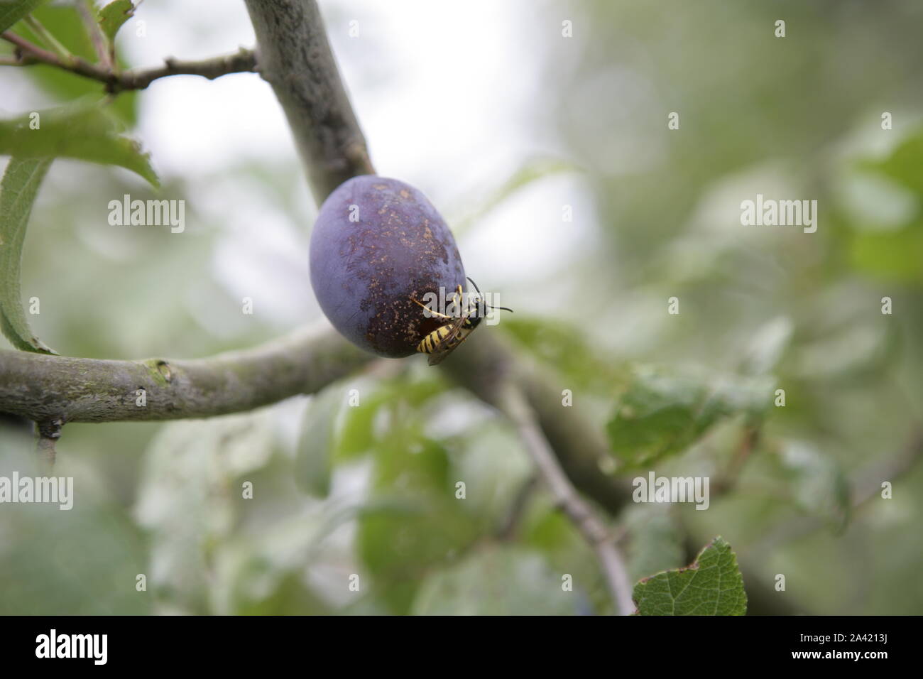 Arbre fruitier insecte nuisible Banque de photographies et d’images à ...