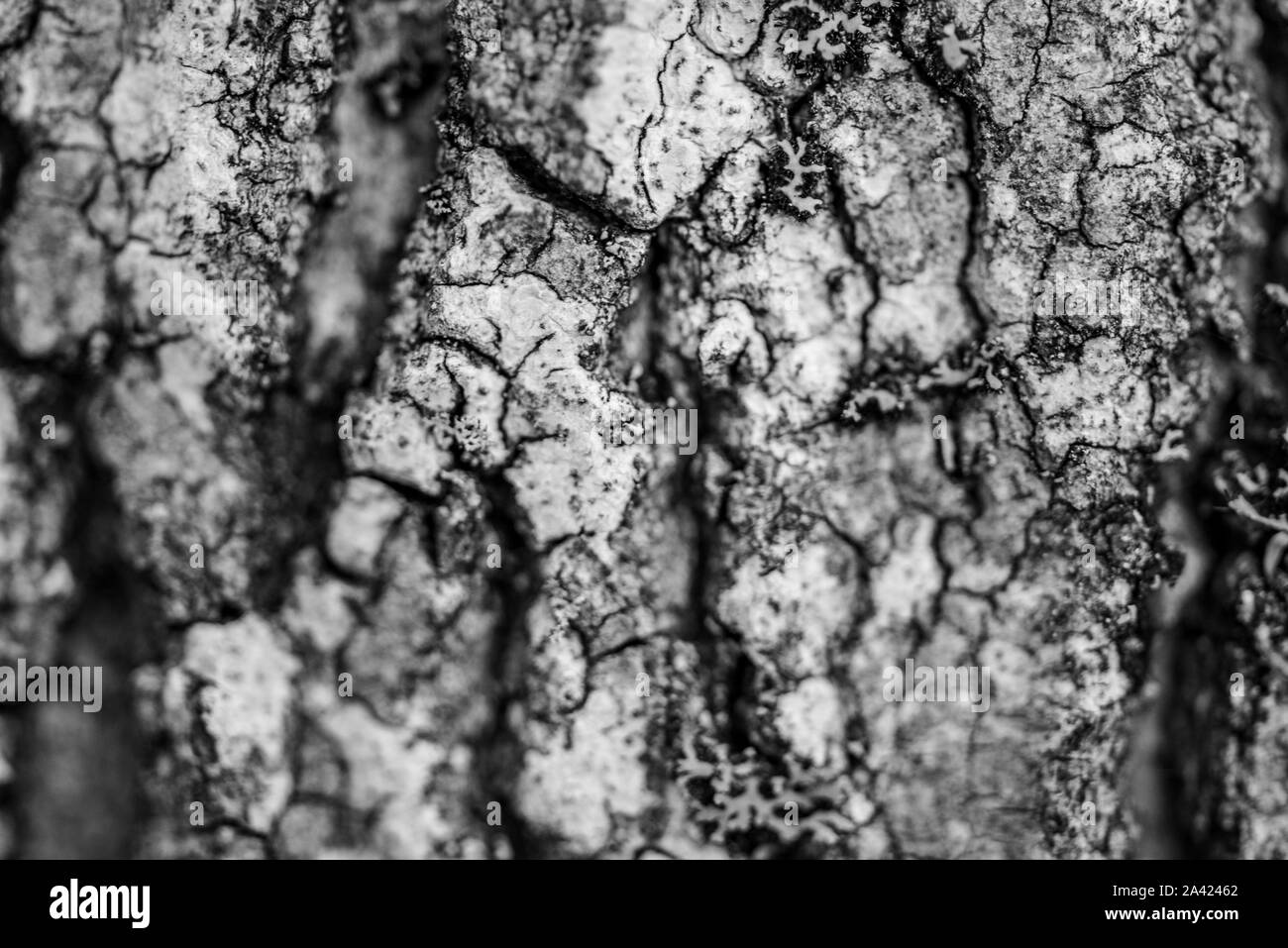 Pin rouge pinus resinosa arbre Banque d'images noir et blanc - Alamy