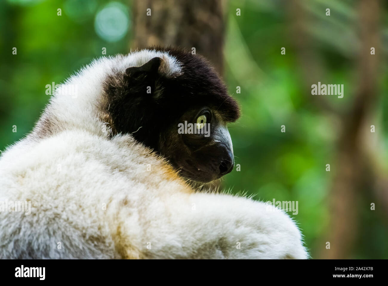 Gros plan de la face d'un singe sifaka couronné noir en voie de ...