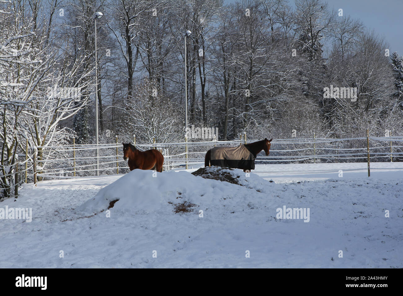 Cheval avec la neige sur son visage Banque de photographies et d’images ...