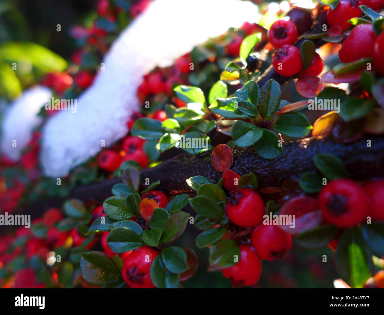 Cotonéaster à feuilles persistantes Banque de photographies et d’images ...