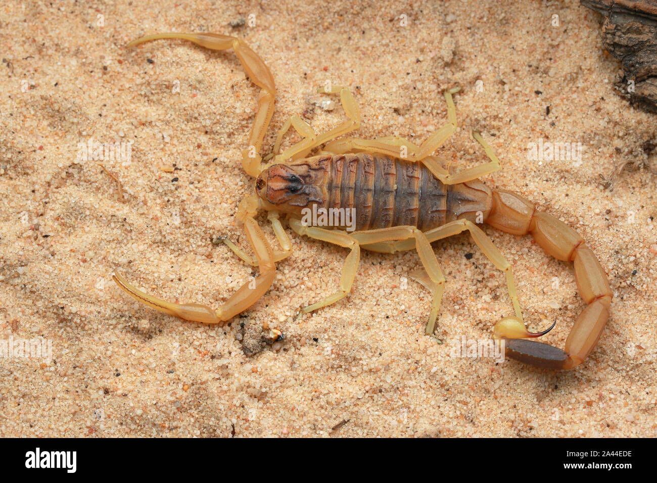 Animaux dangereux du sahara Banque de photographies et d’images à haute ...