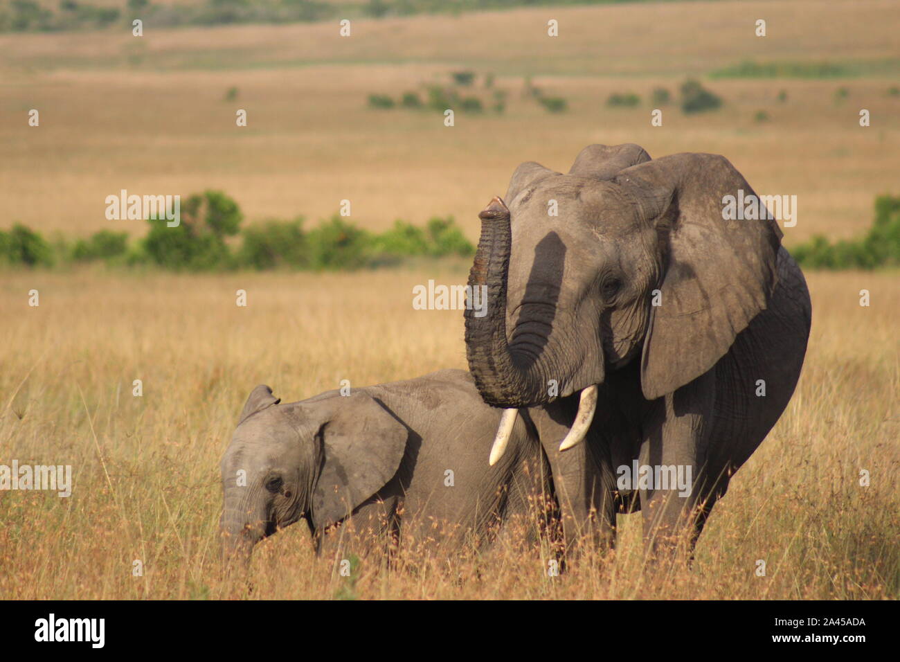 Fat elephant Banque de photographies et d’images à haute résolution - Alamy