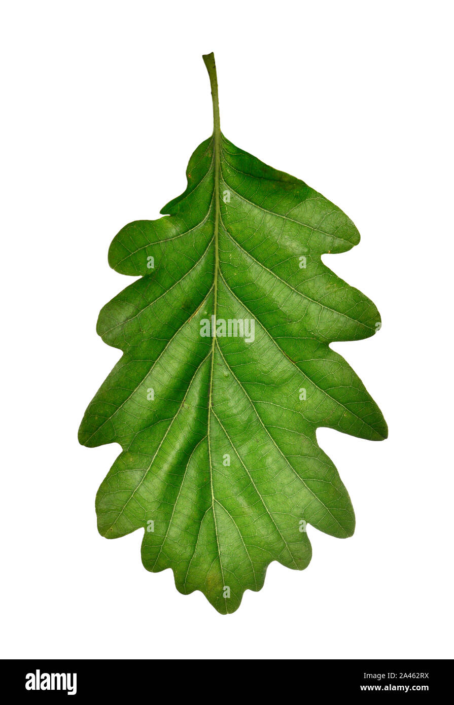 Chêne sessile quercus petraea Banque de photographies et d’images à ...