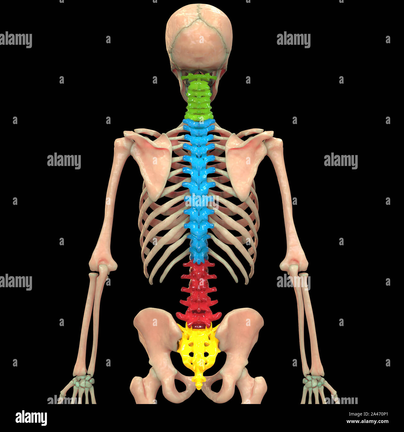 Colonne vertébrale de squelette humain Anatomie du système Photo Stock ...