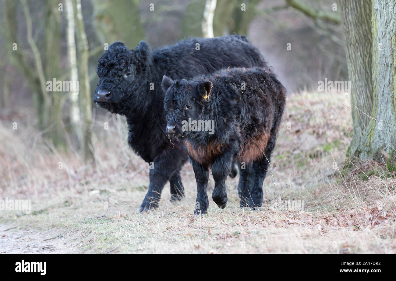 Vache et veau galloway Banque de photographies et d’images à haute ...