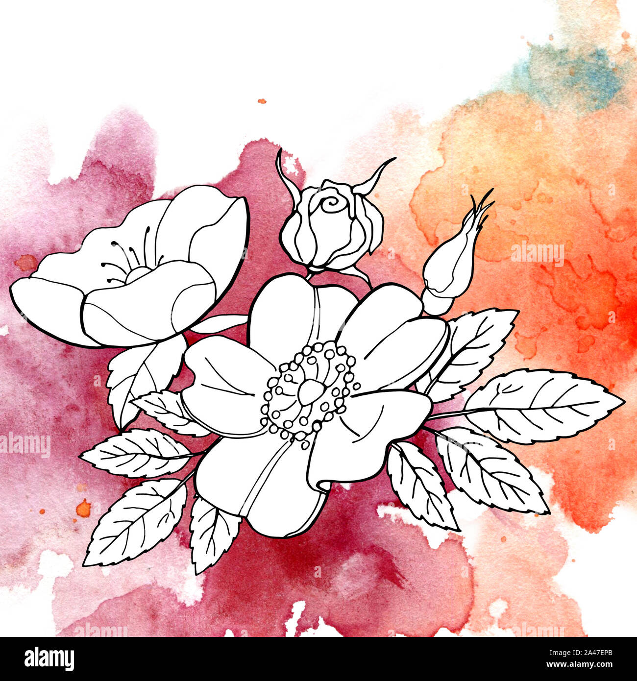 églantine rouge fleur dessin Banque de photographies et d’images à ...