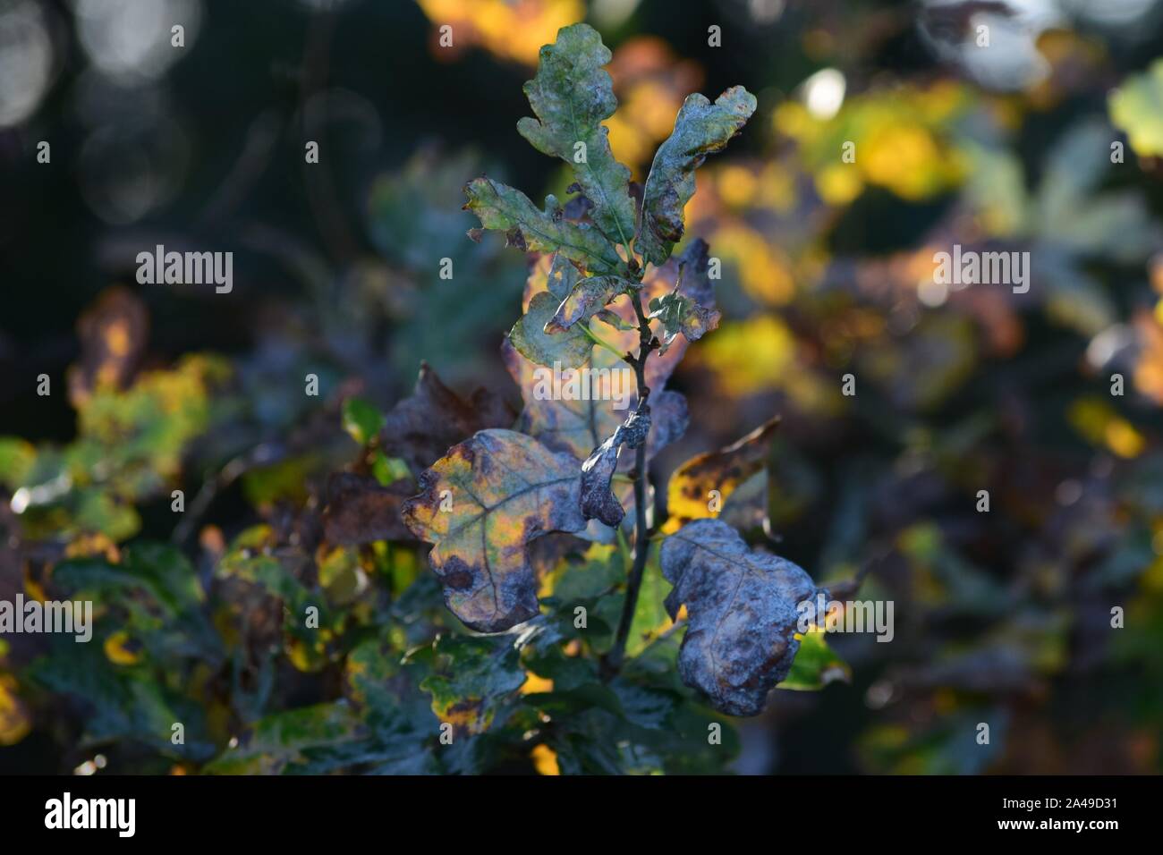 Plante atteinte de mildiou Banque de photographies et d’images à haute ...