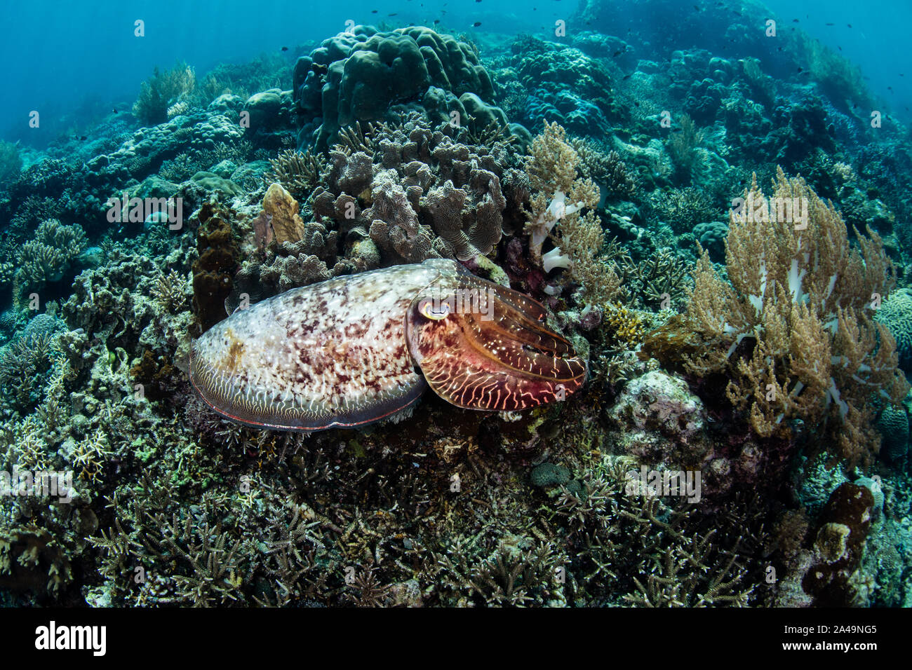 Seiche Sous Marine Banque d'image et photos - Alamy