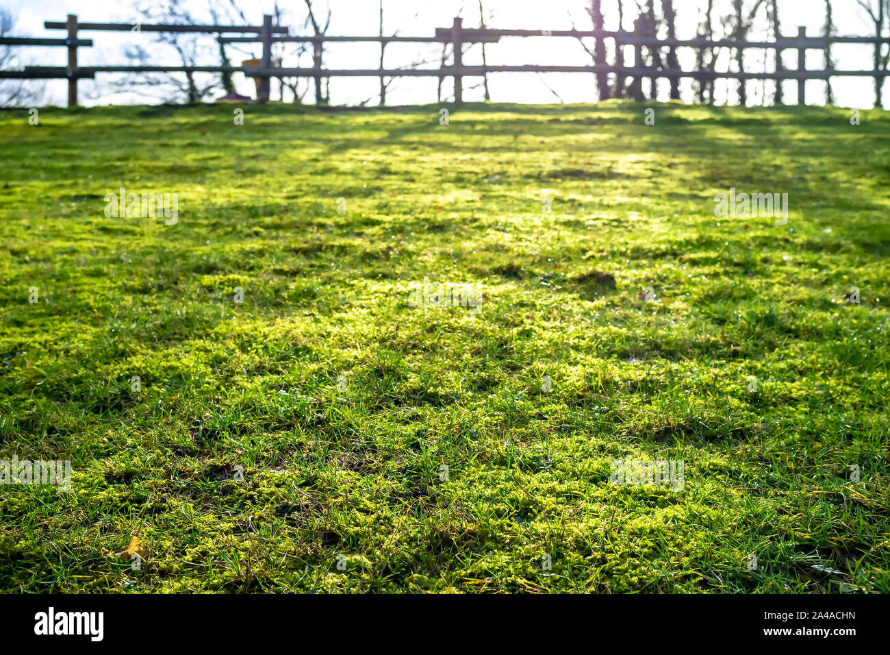 L'herbe verte dans la prairie dans les rayons du soleil du matin dans ...