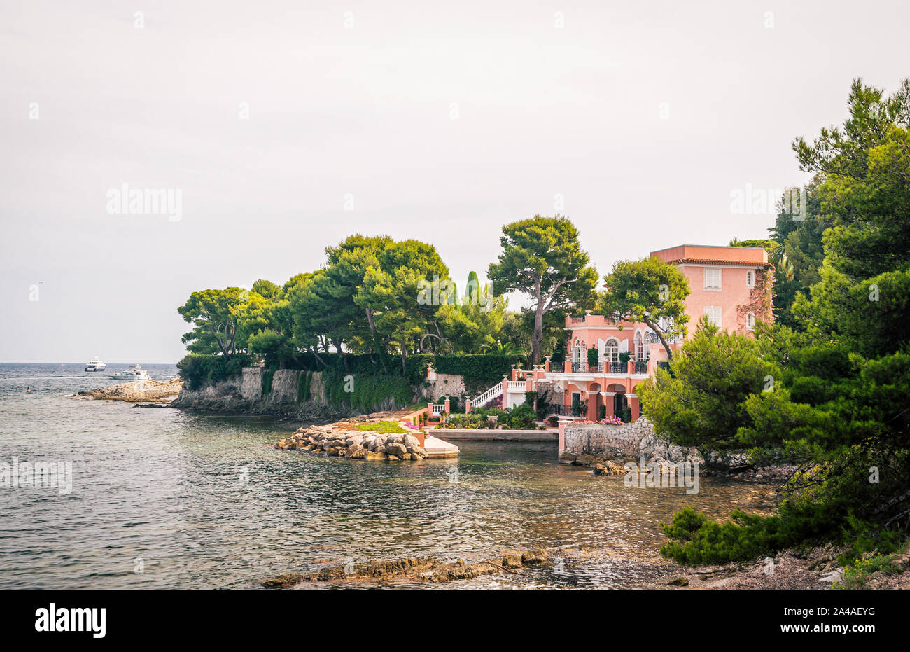 La fleur du cap Banque de photographies et d’images à haute résolution ...