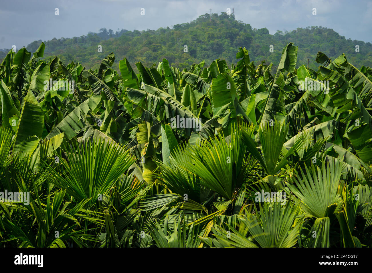 Equatorial rainforest Banque de photographies et d’images à haute ...