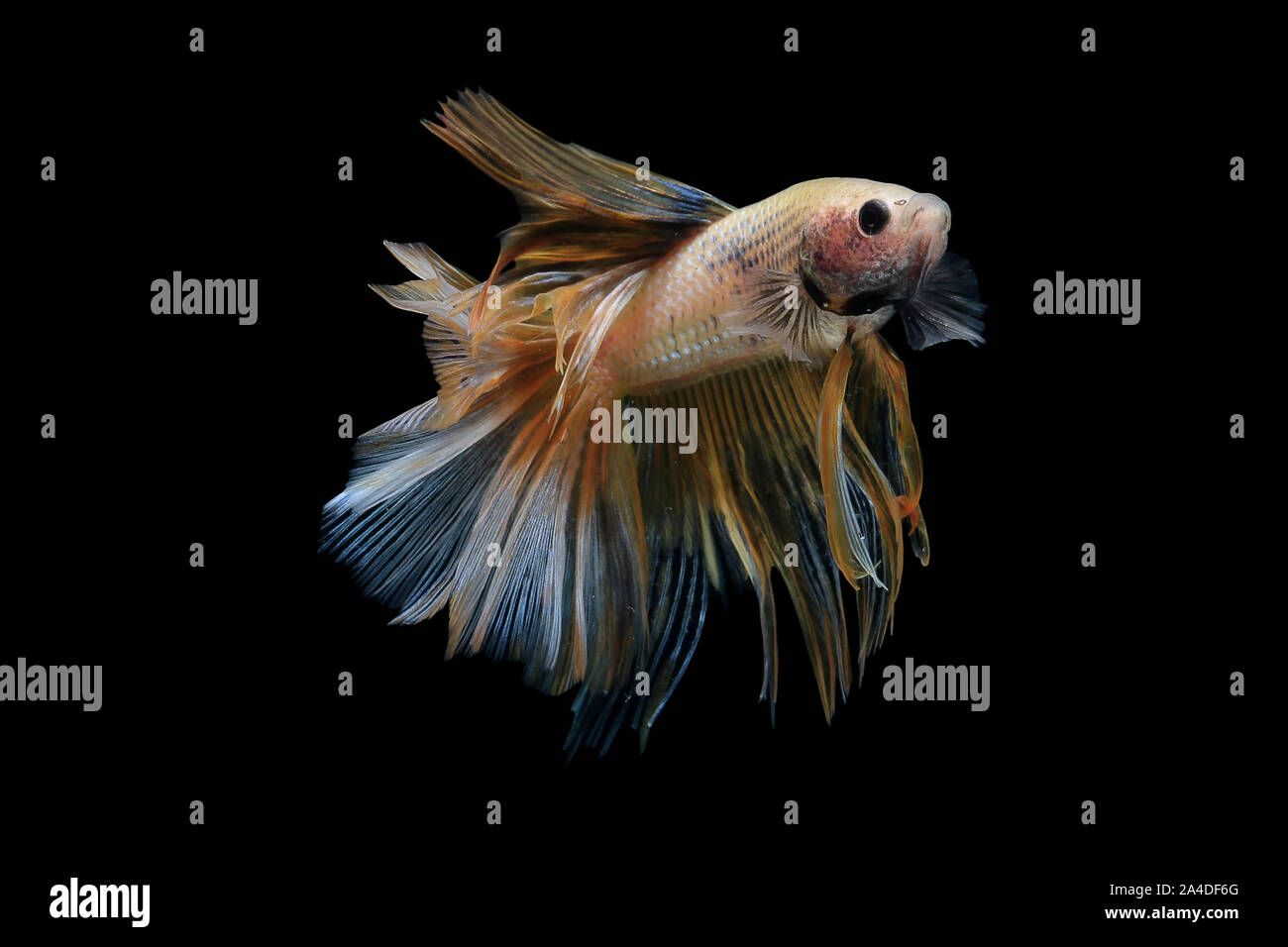 Poisson de combat betta splendens Banque de photographies et d’images à ...