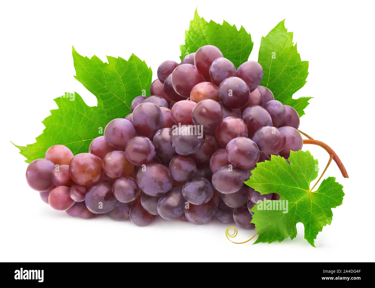 Une grappe de raisin blanc Banque de photographies et d’images à haute ...