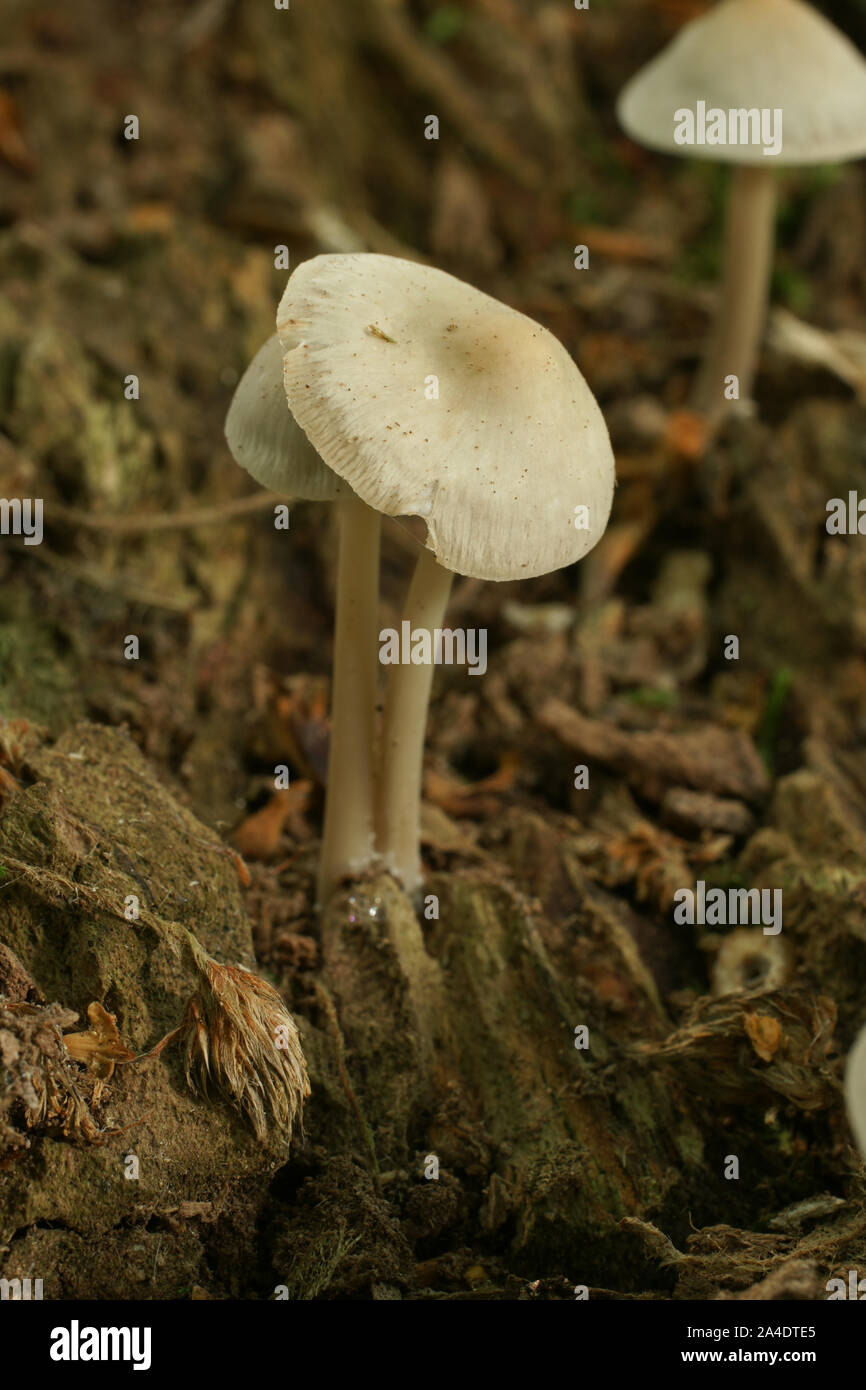 Mycena galericulata Banque de photographies et d’images à haute ...