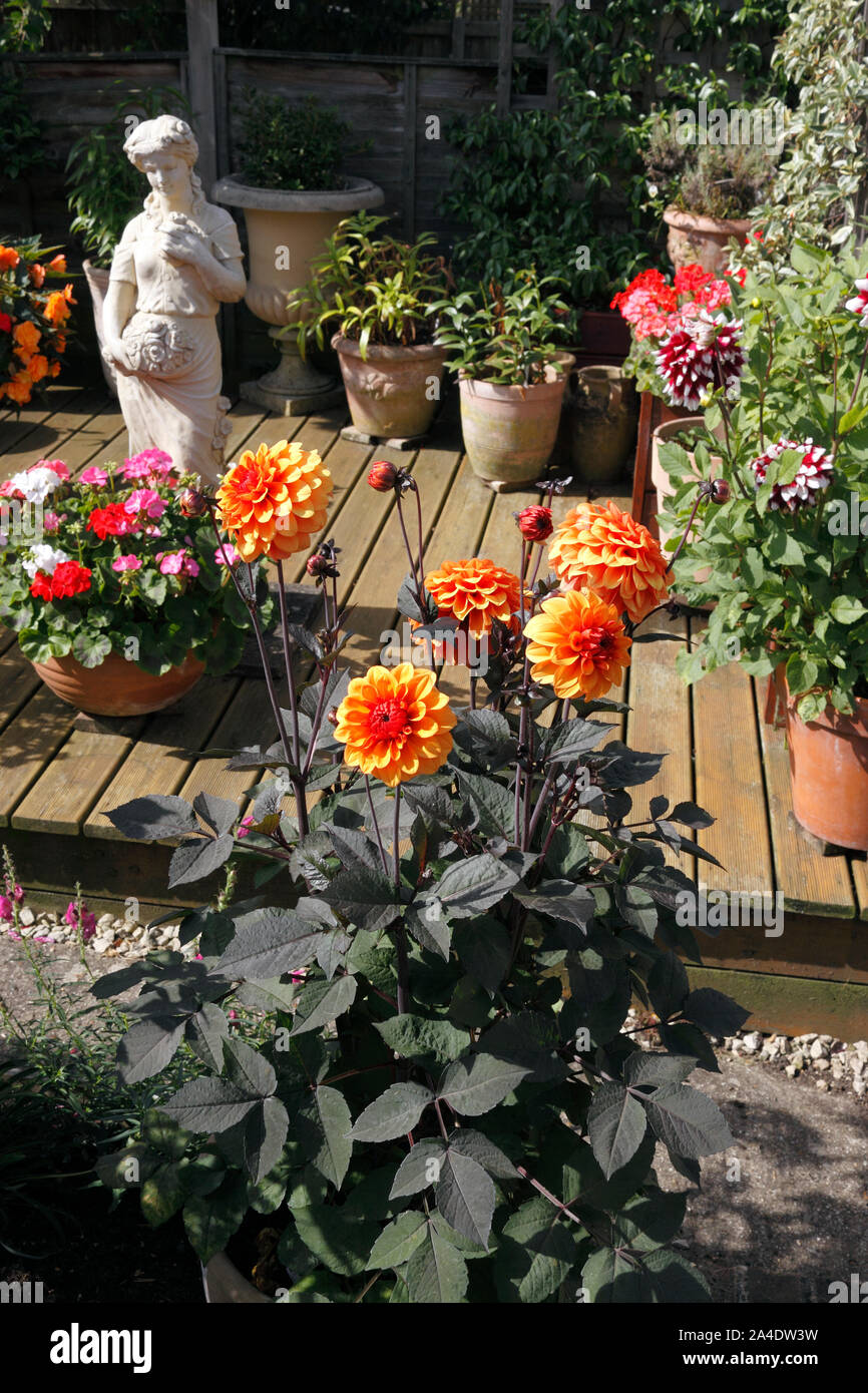 Dahlias pot Banque de photographies et d’images à haute résolution - Alamy