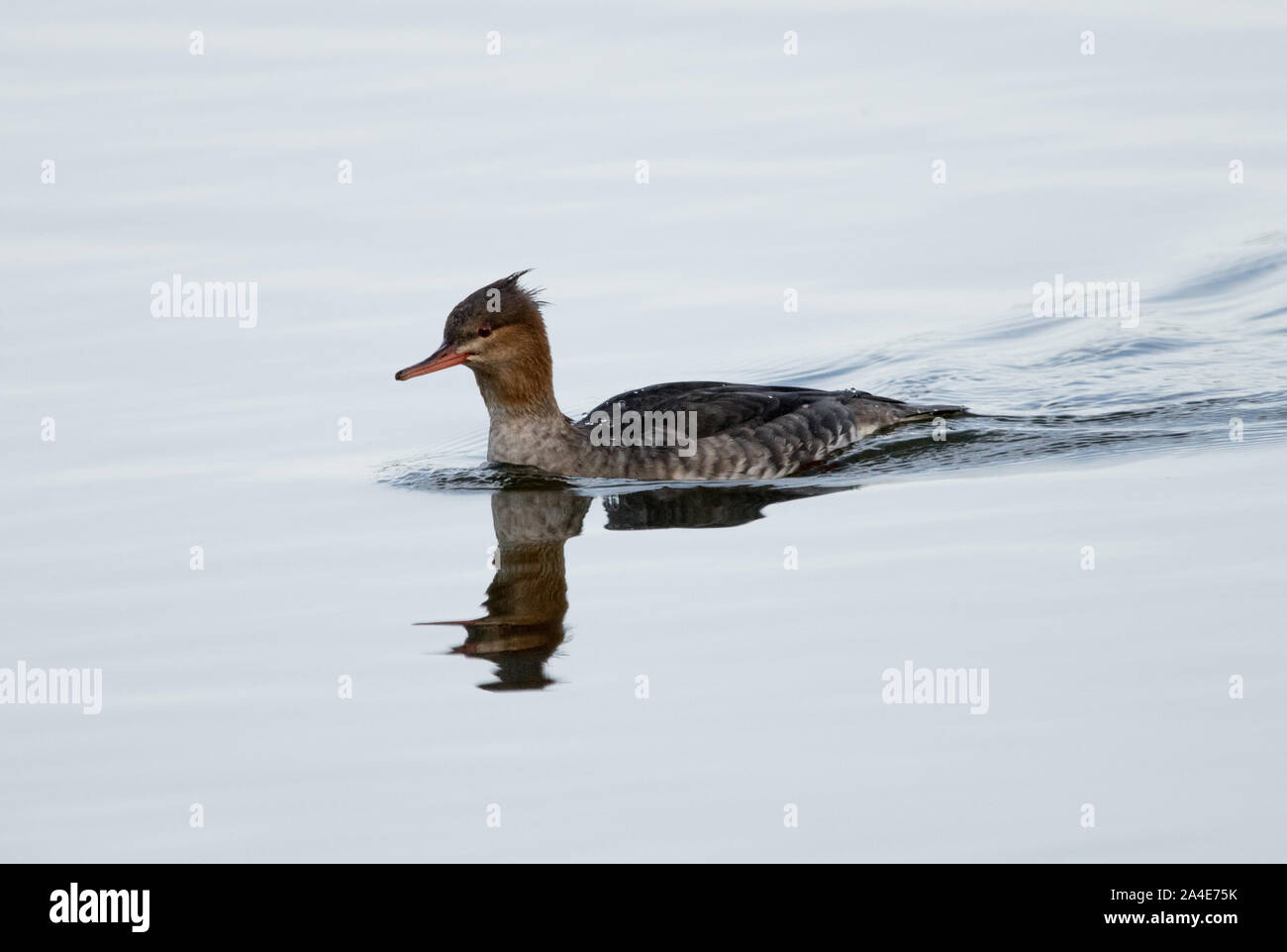 Canard plongeur harle couleur Banque de photographies et d’images à ...