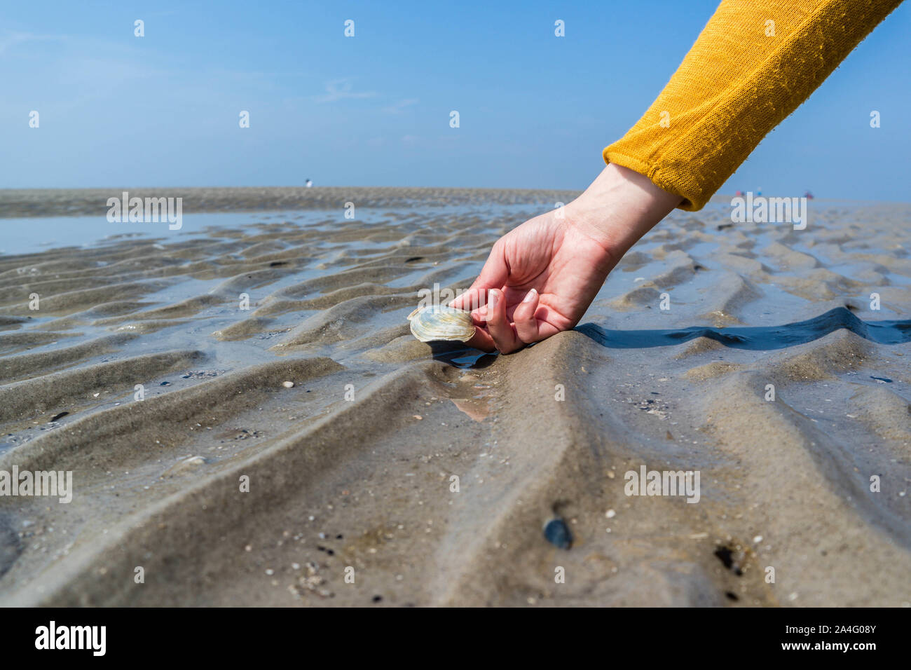 Ramasser coquillage mer Banque de photographies et d’images à haute ...