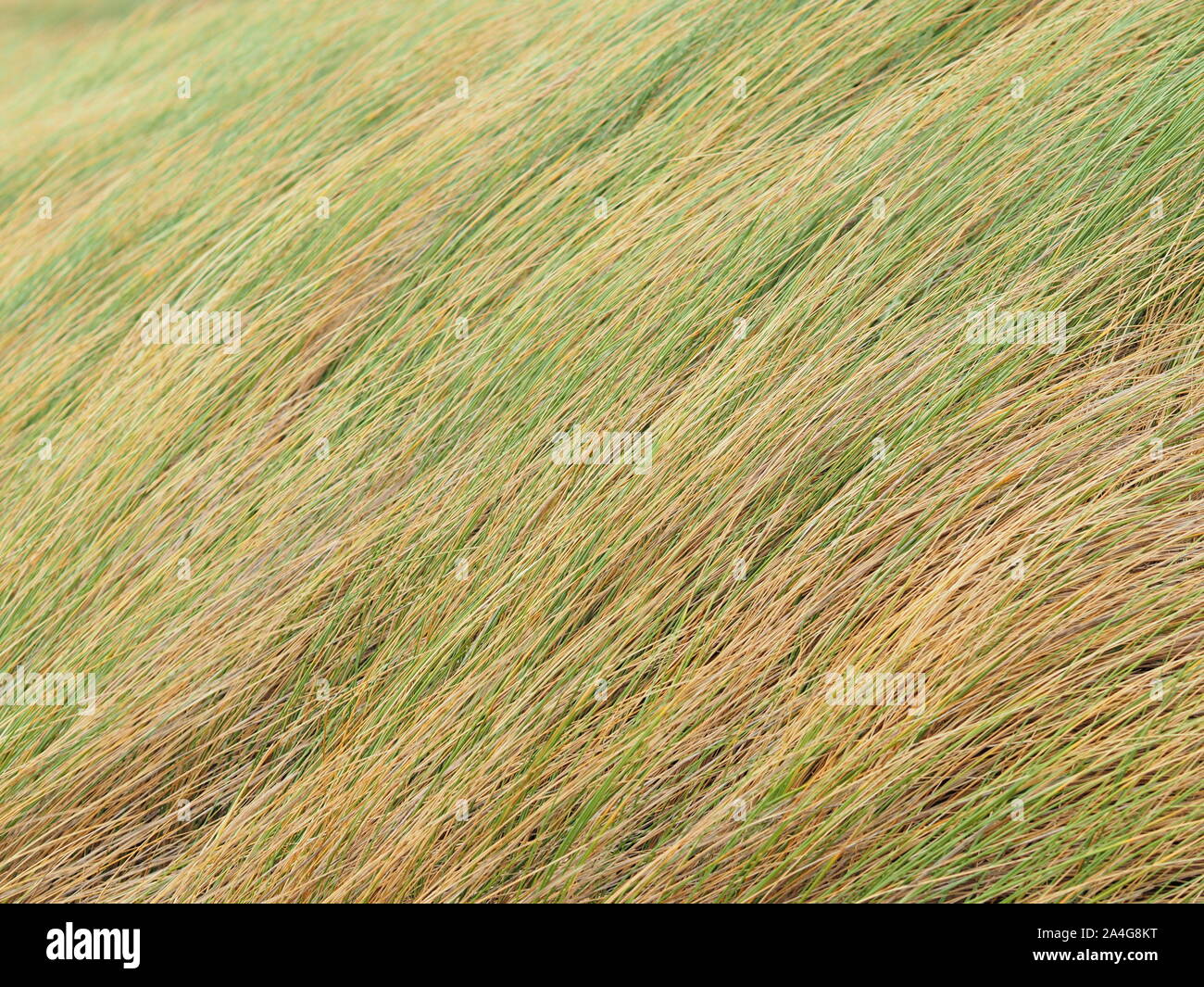 Texture de chaume Banque de photographies et d’images à haute ...