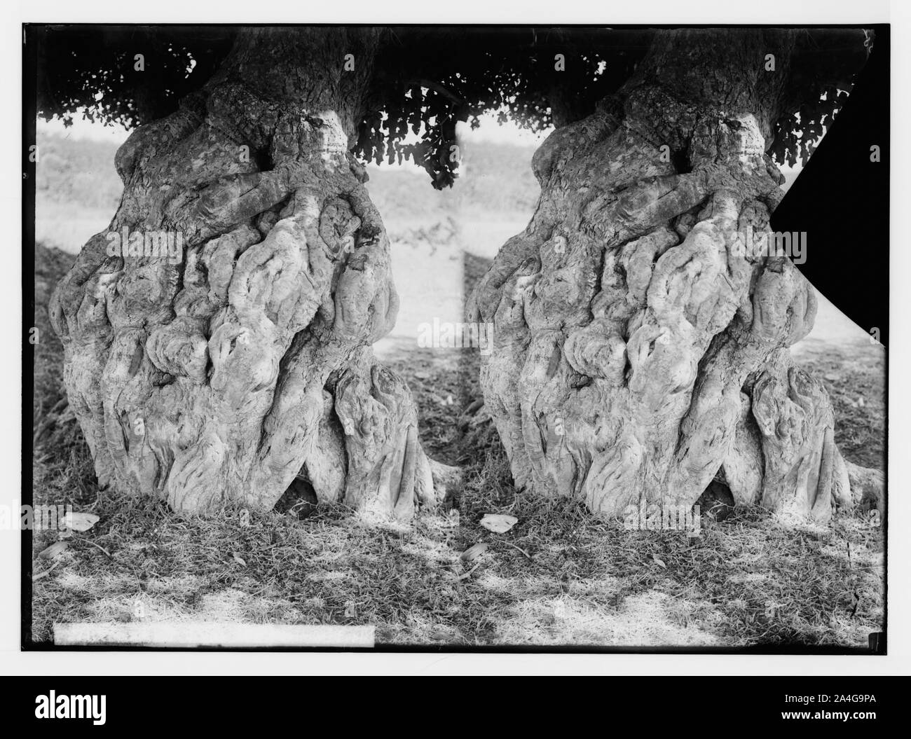 Arbre sycomore Banque de photographies et d’images à haute résolution ...