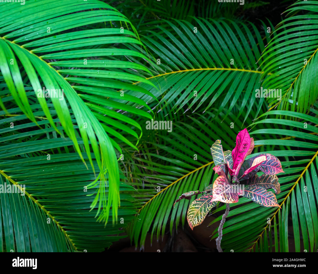 Feuilles de palmier rouge Banque de photographies et d’images à haute ...