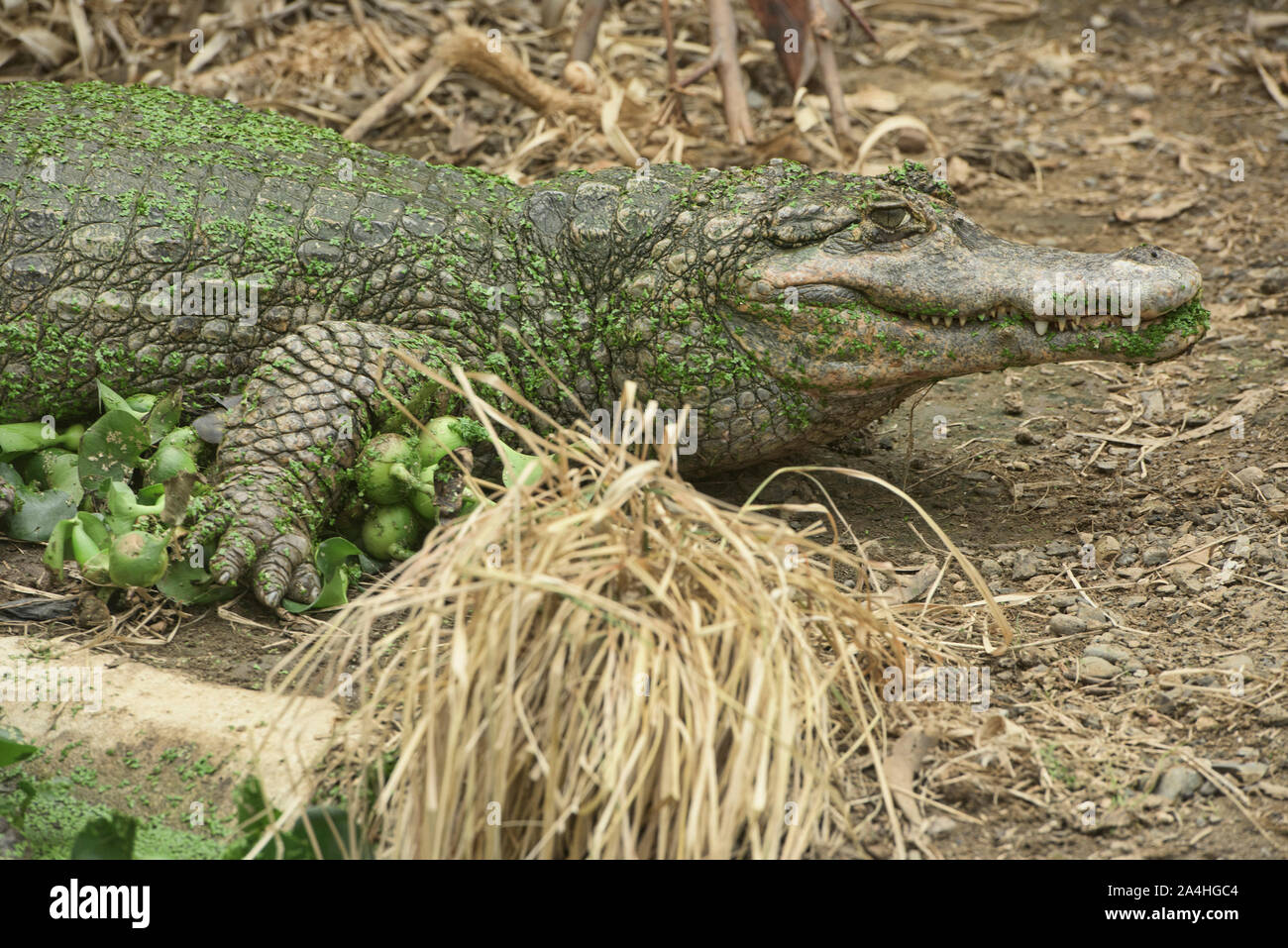 Black caiman (melanosuchus niger) Banque de photographies et d’images à ...