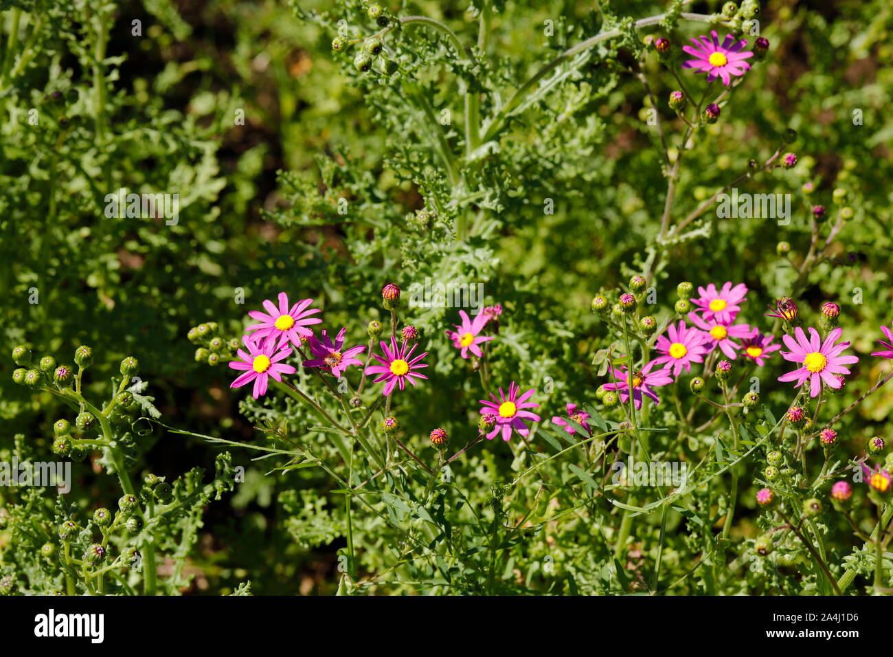 La cinéraire (Senecio elegans sauvage) dans les jardins botaniques de ...