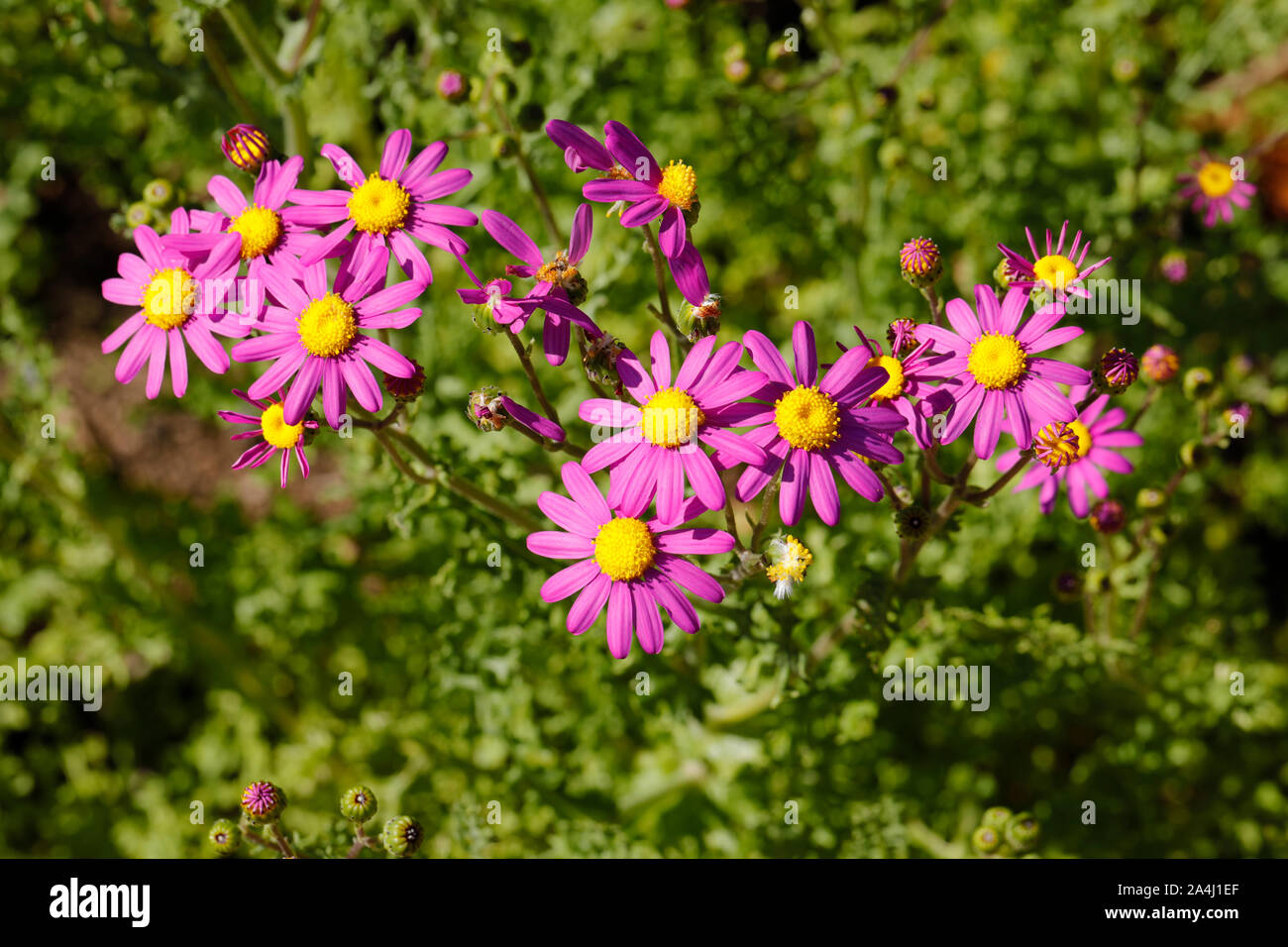 La cinéraire (Senecio elegans sauvage) dans les jardins botaniques de ...
