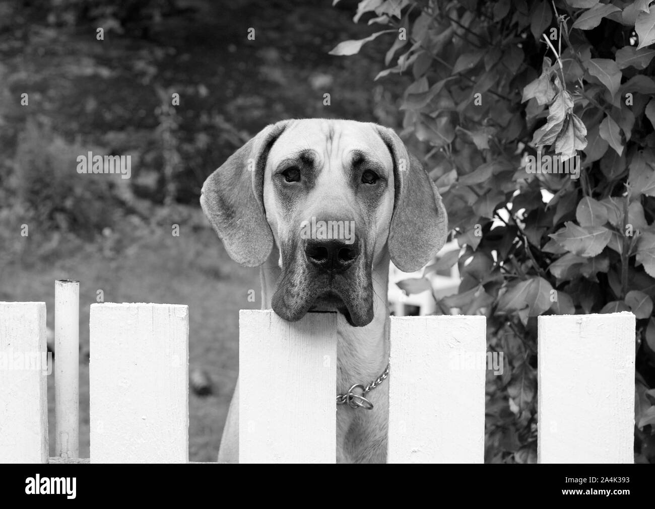 Dog behind fence Banque d'images noir et blanc - Alamy