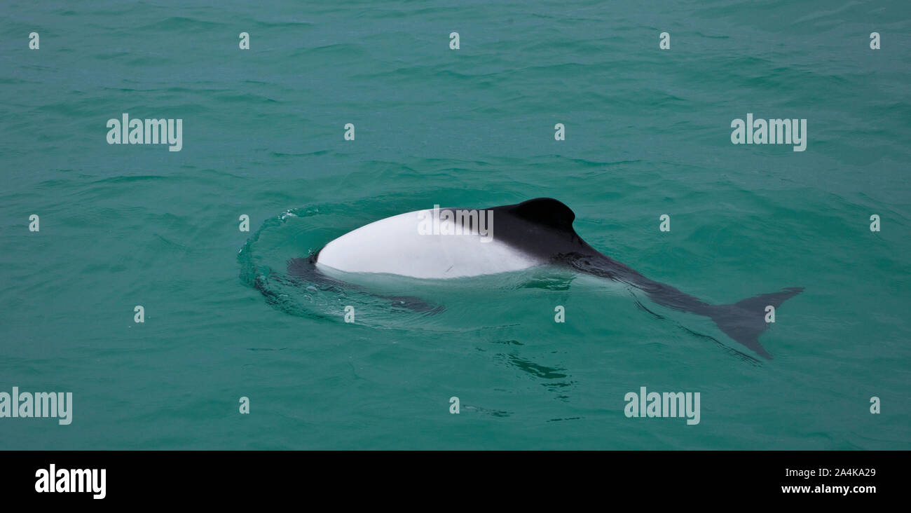 Delfin de commerson tonina overa Banque de photographies et d’images à ...