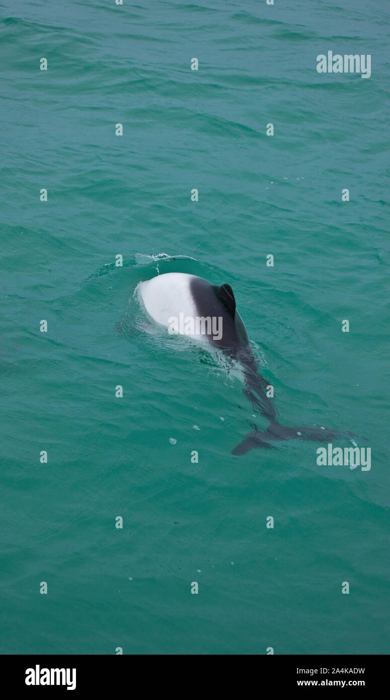 Delfin de commerson tonina overa Banque de photographies et d’images à ...