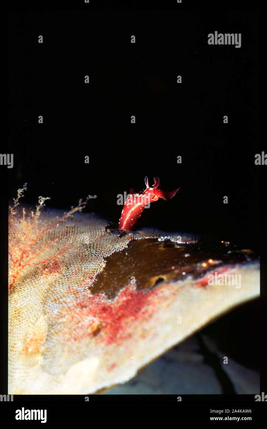 Aplysia punctata Banque de photographies et d’images à haute résolution ...