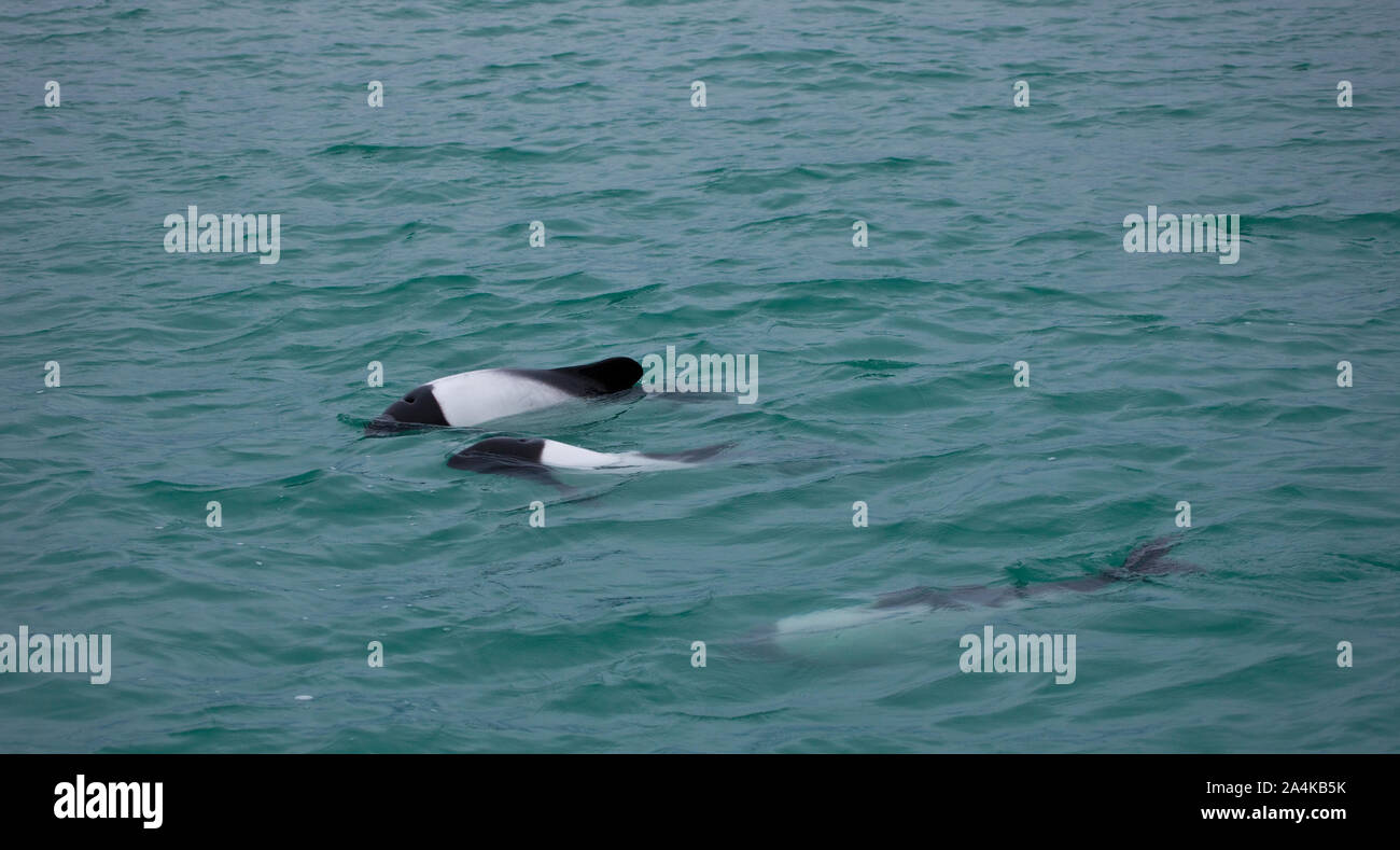 Delfin de commerson tonina overa Banque de photographies et d’images à ...
