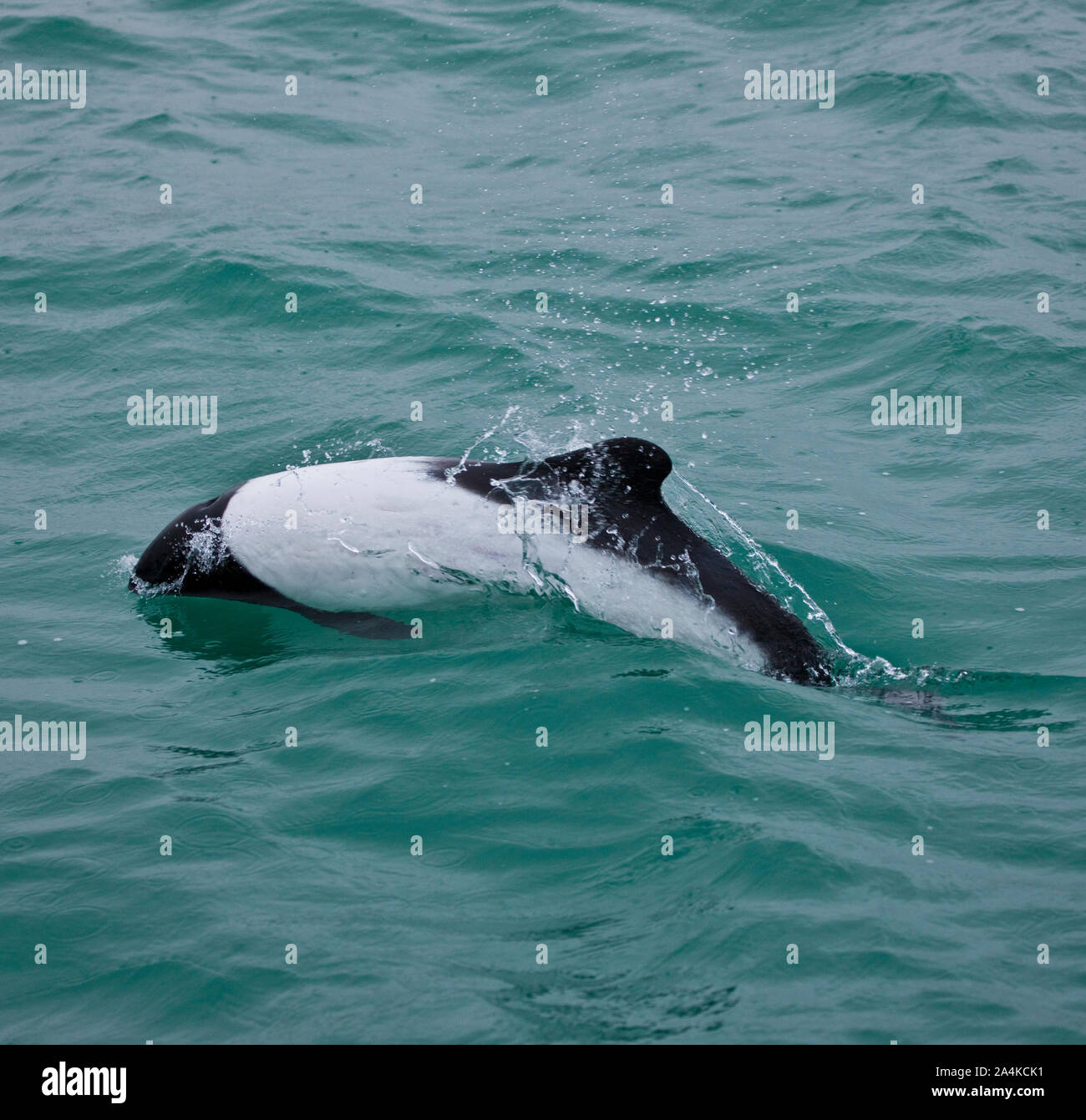 Delfin de commerson tonina overa Banque de photographies et d’images à ...
