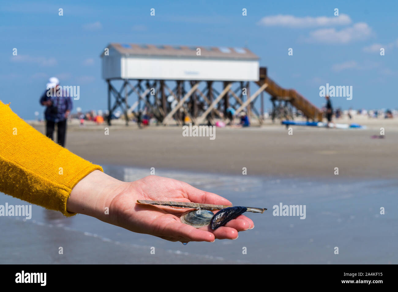 Ramasser coquillage mer Banque de photographies et d’images à haute ...