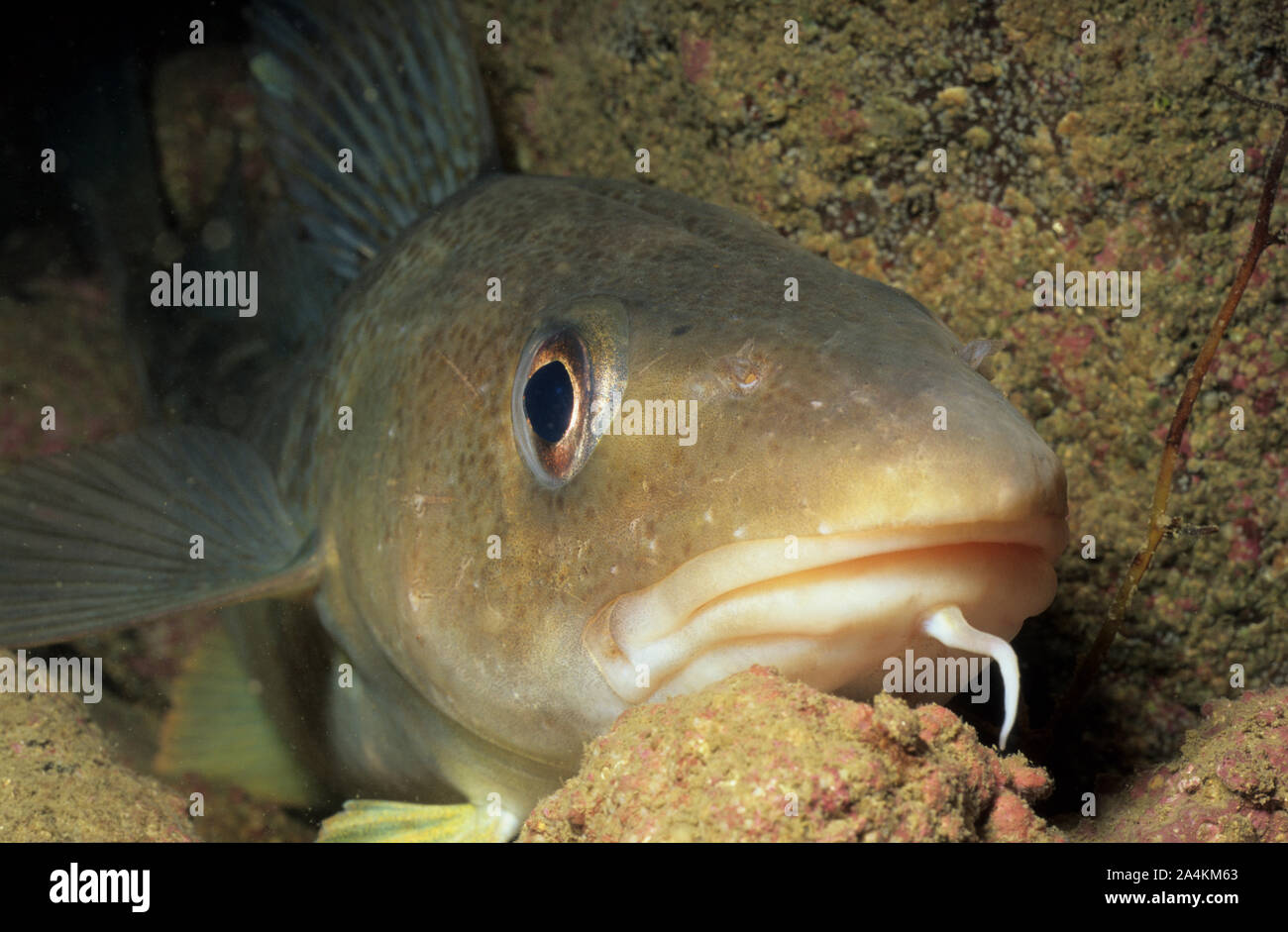 Oeil de morue Banque de photographies et d’images à haute résolution ...