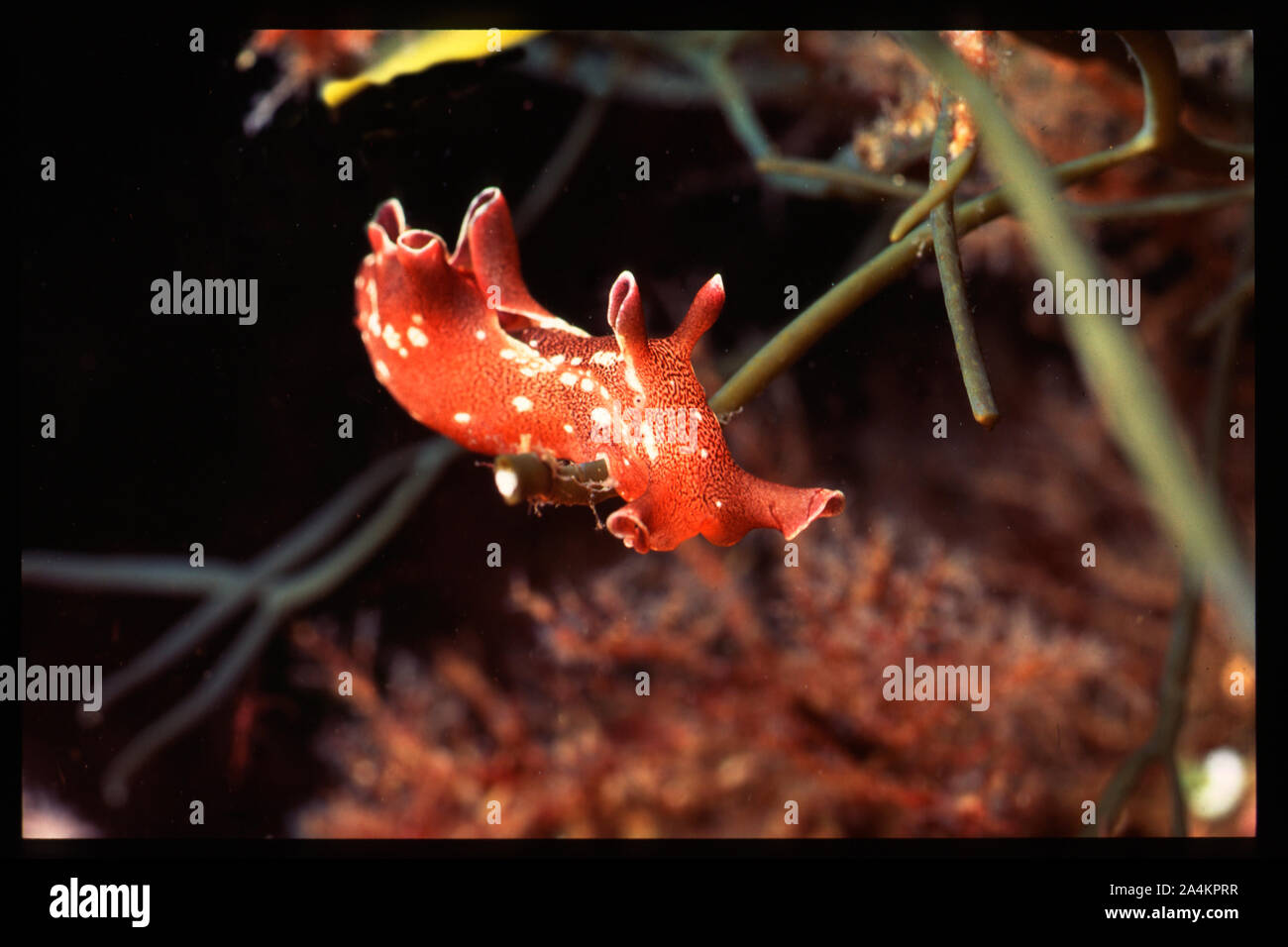 Aplysia punctata Banque de photographies et d’images à haute résolution ...