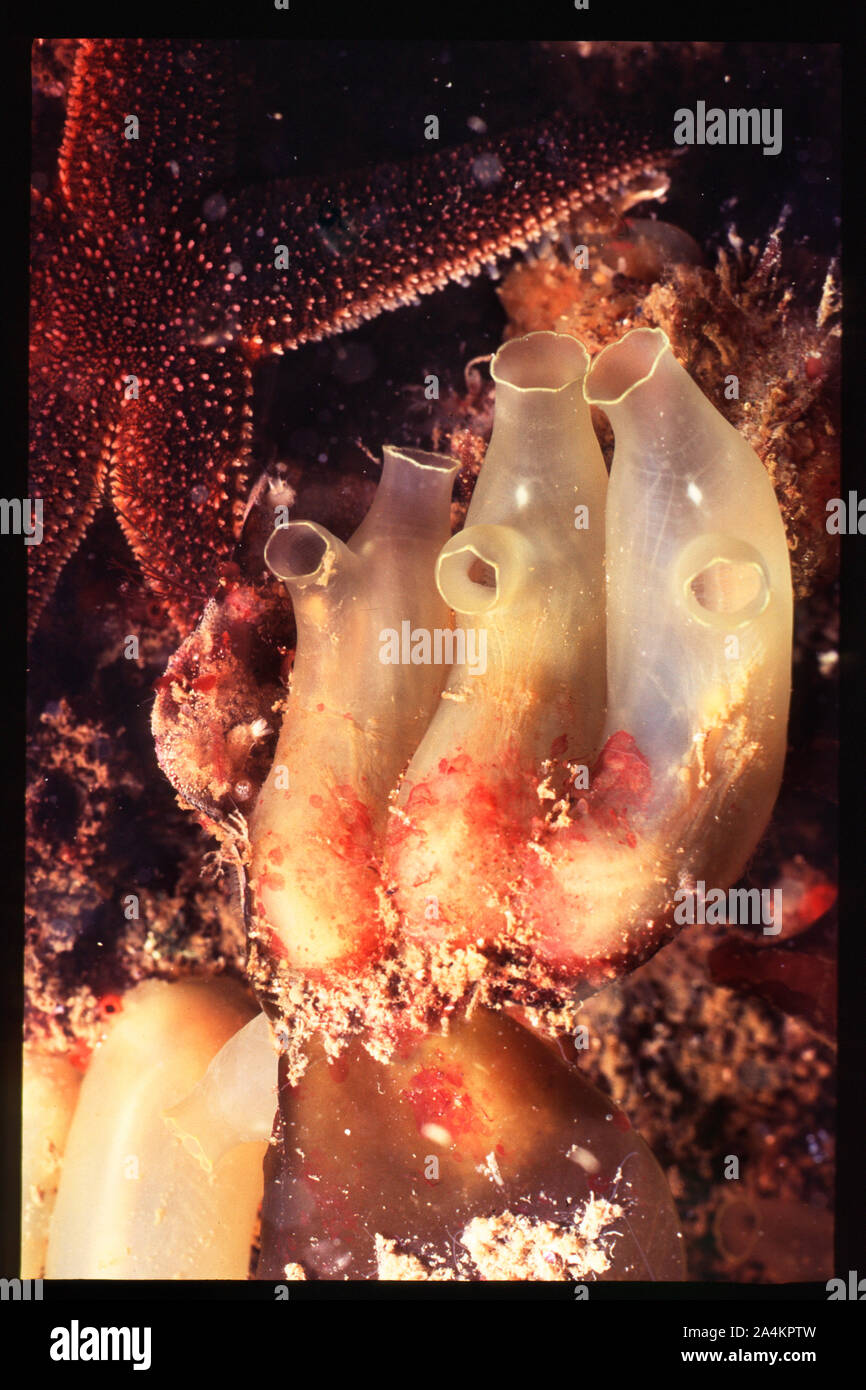 Ciona intestinalis Banque de photographies et d’images à haute ...