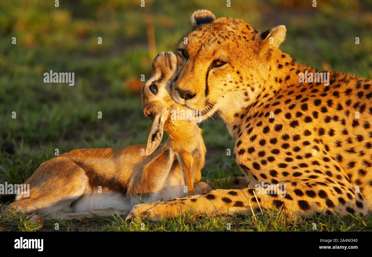 Leopard killing thomsons gazelle Banque de photographies et d’images à ...